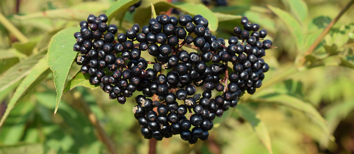 Bagas comestíveis: sabores e benefícios para além das goji - Florestas ...