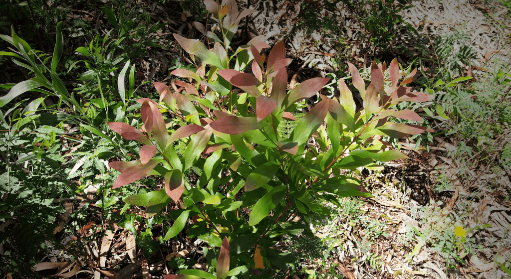 Invasoras: o que são e porque prejudicam a floresta - Florestas Florestas