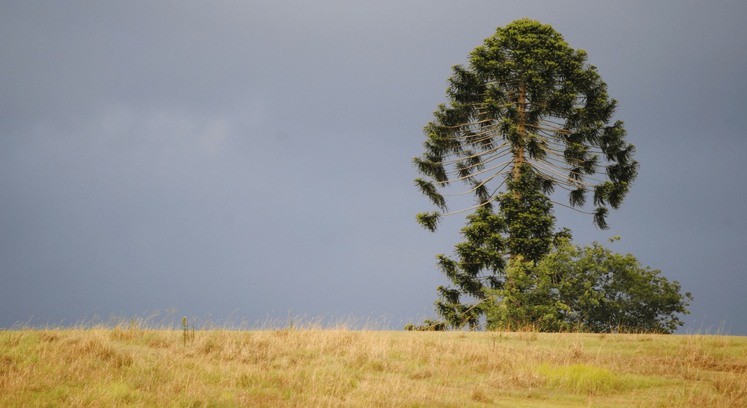 Araucaria bidwillii, a árvore das pinhas gigantes - Florestas.pt Florestas