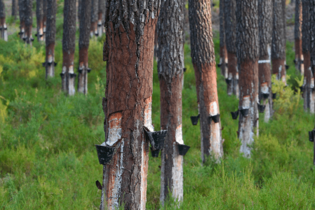 Pinheiro-bravo: a conífera mais abundante em Portugal - Florestas.pt ...