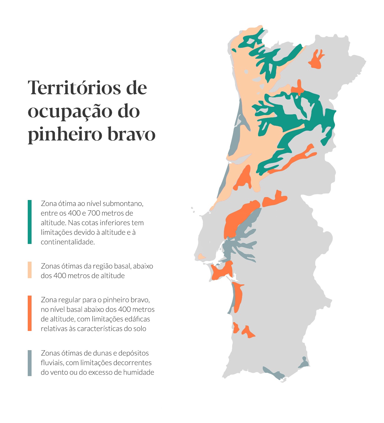Pinheiro-bravo: a conífera mais abundante em Portugal - Florestas.pt ...