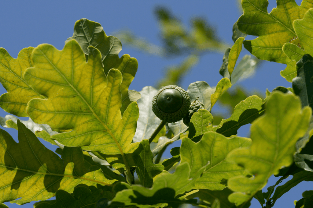 Quercus: a grande diversidade de carvalhos em Portugal - Florestas ...