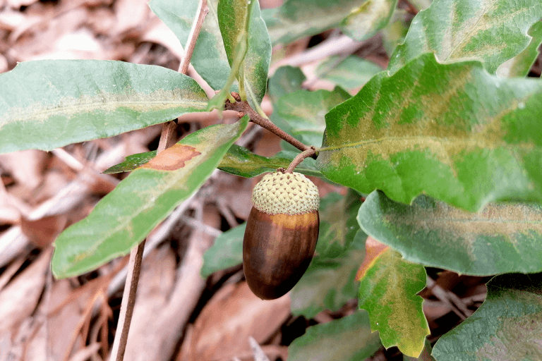 Quercus: a grande diversidade de carvalhos em Portugal - Florestas ...