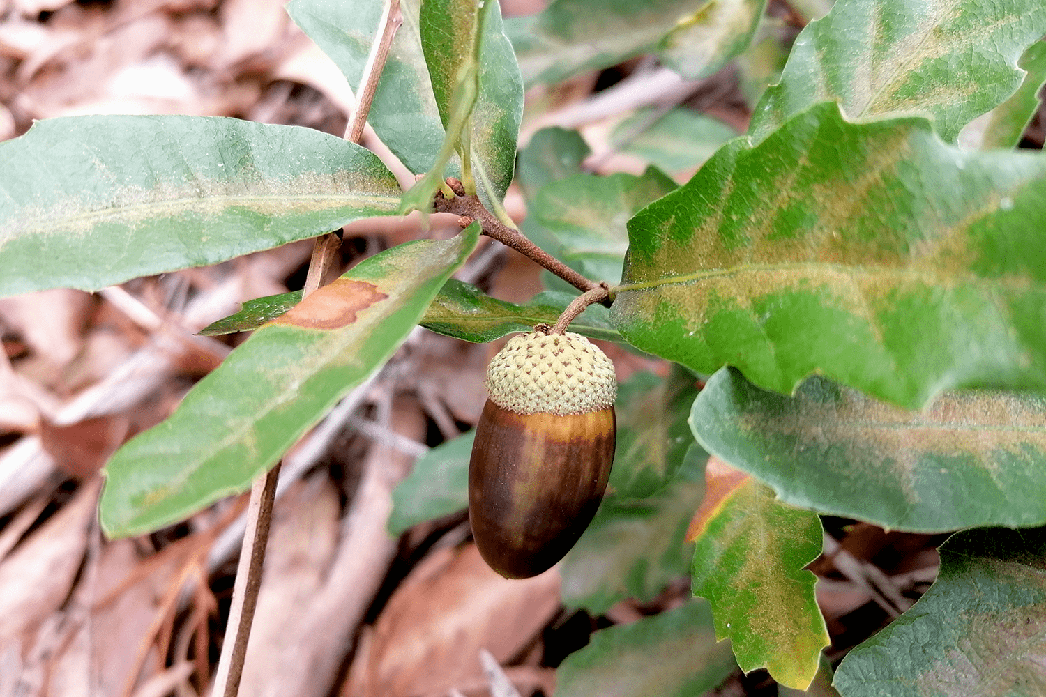 Quercus: a grande diversidade de carvalhos em Portugal - Florestas ...