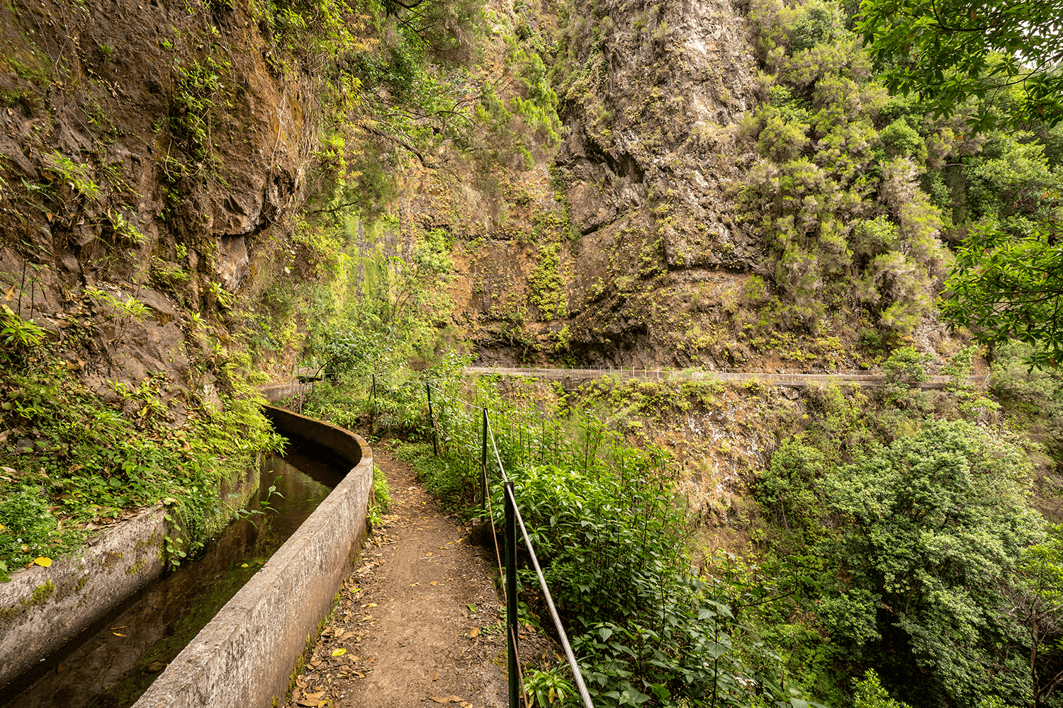 Levadas da Madeira para descobrir espécies raras - Florestas.pt Florestas