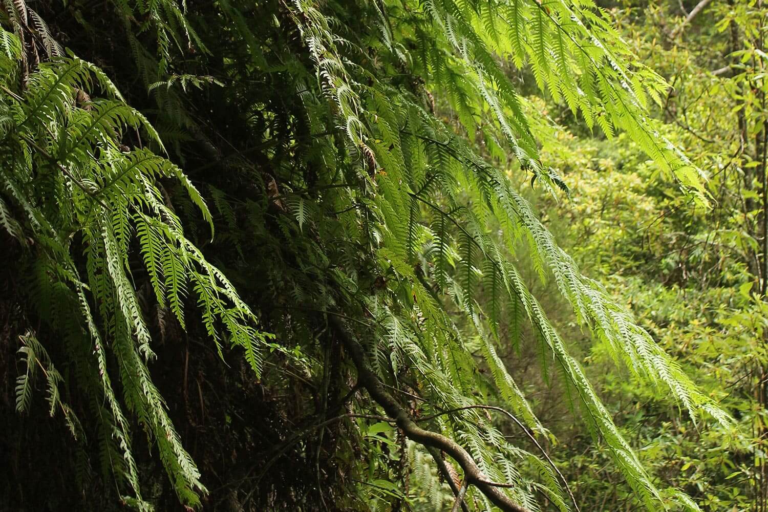 Floresta Laurissilva: uma relíquia da ilha da Madeira - Florestas.pt ...