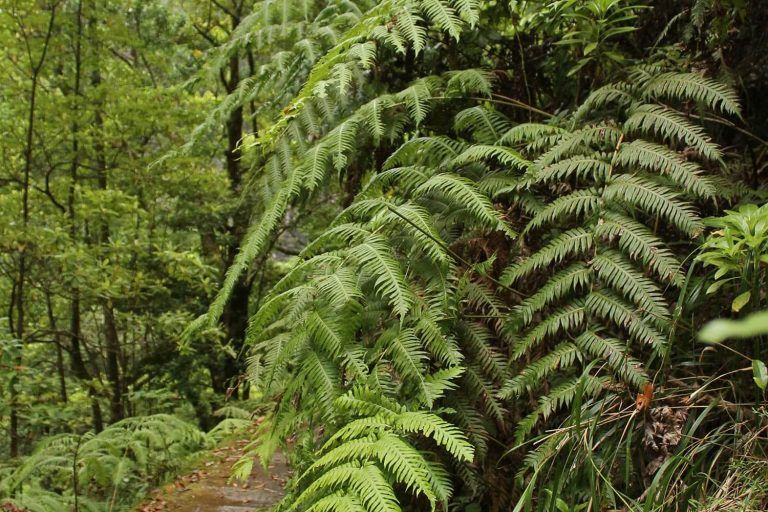 Floresta Laurissilva: uma relíquia da ilha da Madeira - Florestas.pt ...