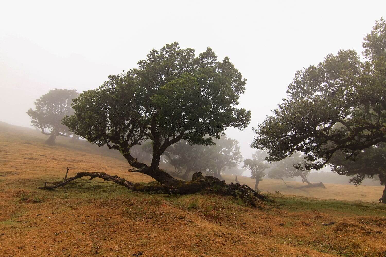 Floresta Laurissilva: uma relíquia da ilha da Madeira - Florestas.pt ...