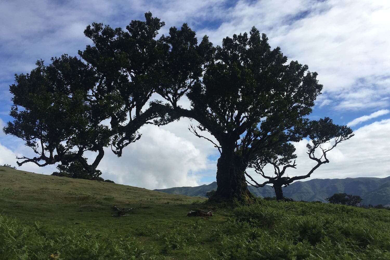 Floresta Laurissilva: uma relíquia da ilha da Madeira - Florestas.pt ...