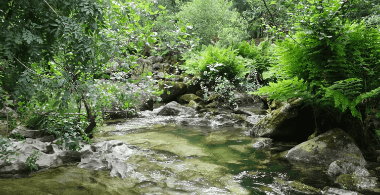 florestas ribeirinhas: corredores de vida a preservar - Florestas.pt ...