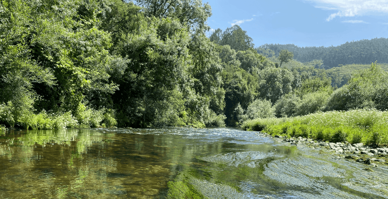 florestas ribeirinhas: corredores de vida a preservar - Florestas.pt ...