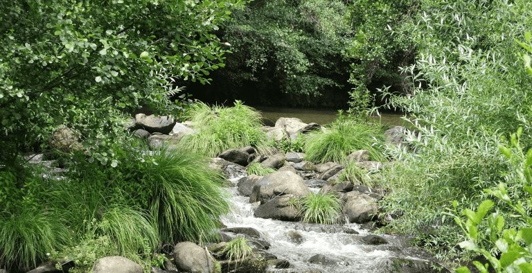 florestas ribeirinhas: corredores de vida a preservar - Florestas.pt ...
