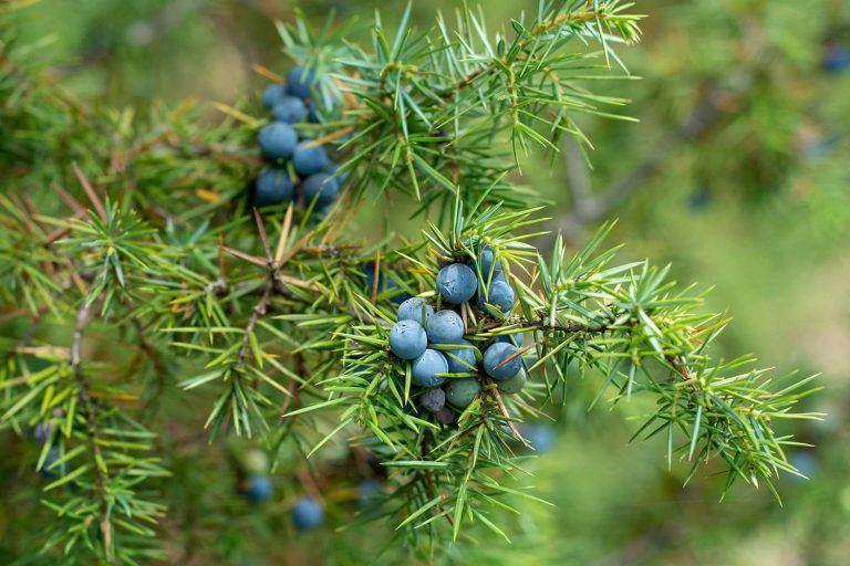 Zimbros: espécies rústicas a preservar em Portugal Florestas