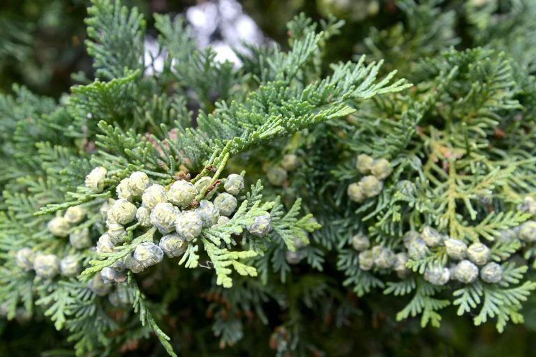 Zimbros: espécies rústicas a preservar em Portugal Florestas