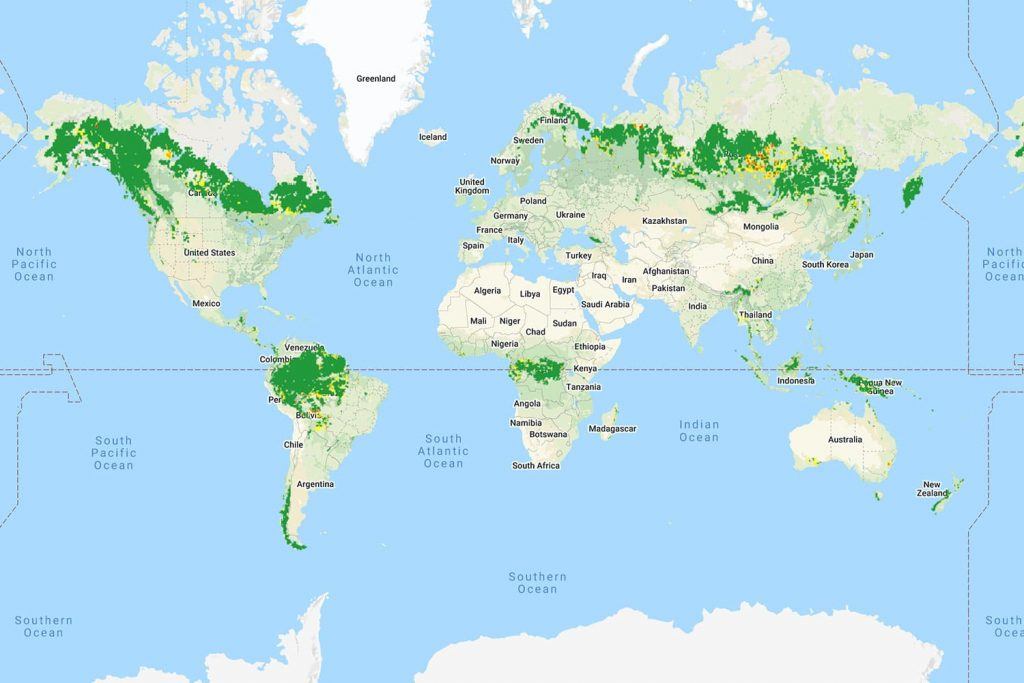 O que resta das florestas primárias no mundo e onde estão? Florestas