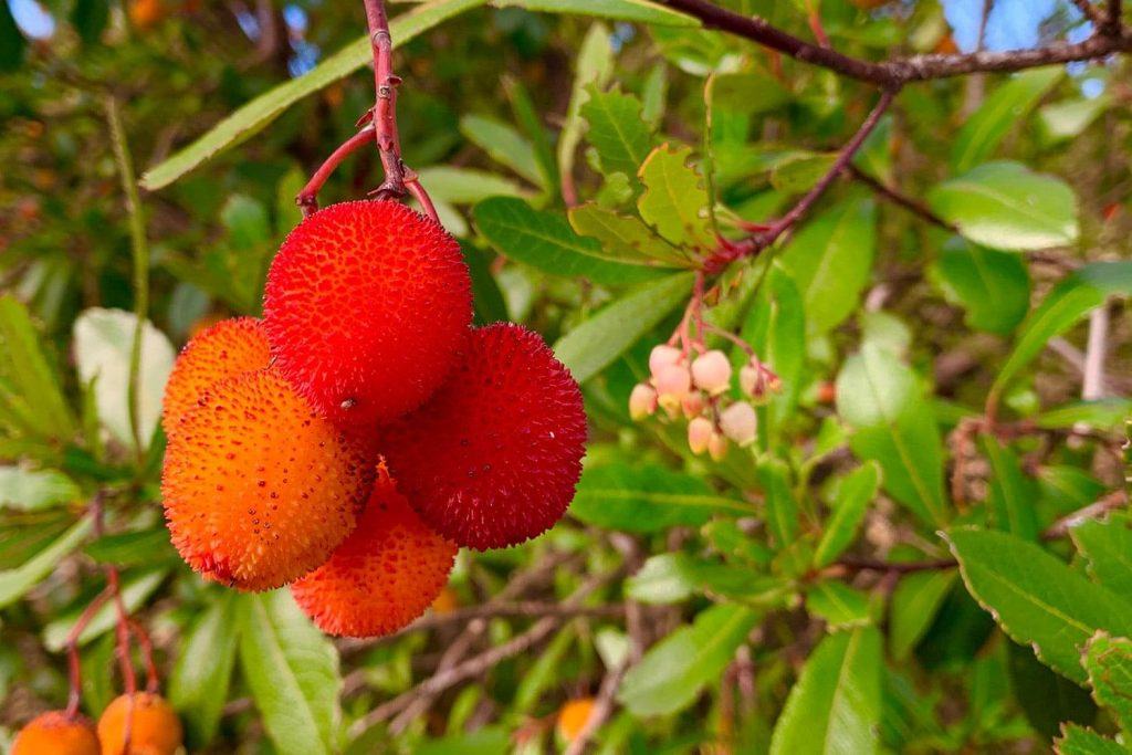 Medronheiro: uma espécie multifuncional Florestas