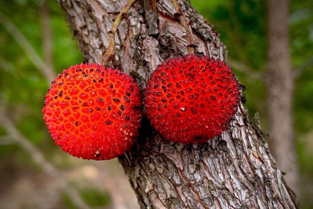 Medronheiro: uma espécie multifuncional Florestas