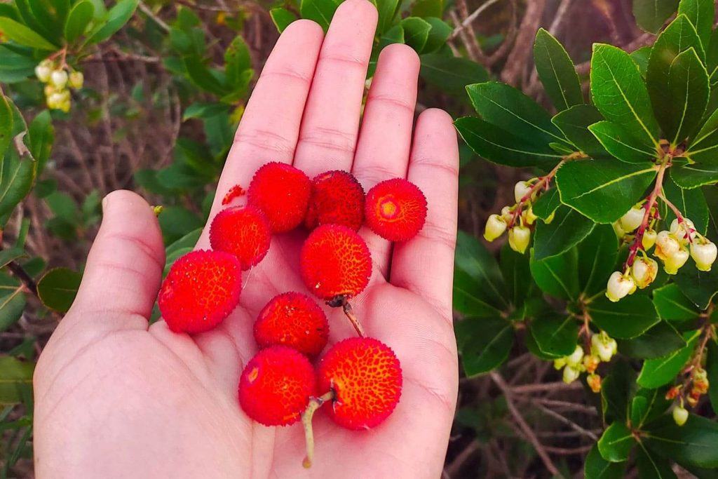 Medronho: tradição e novas formas de o saborear Florestas