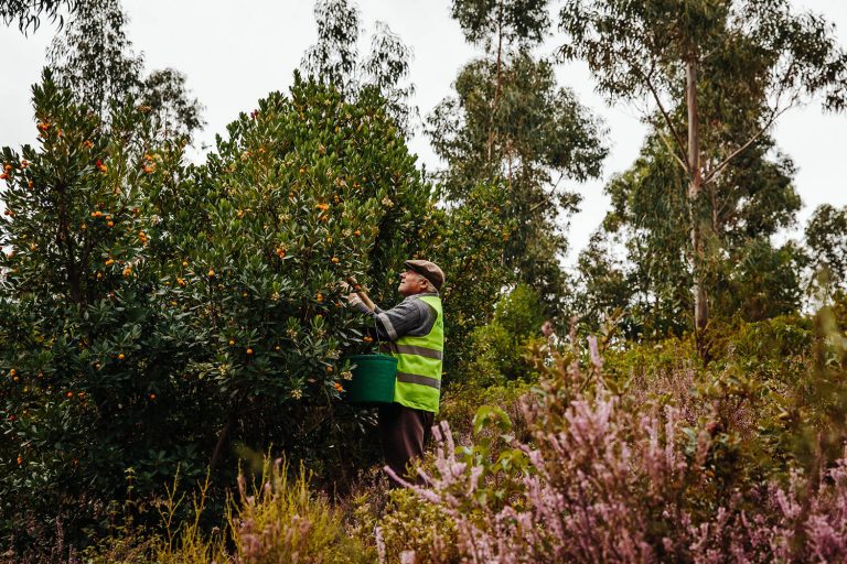Medronho: tradição e novas formas de o saborear Florestas