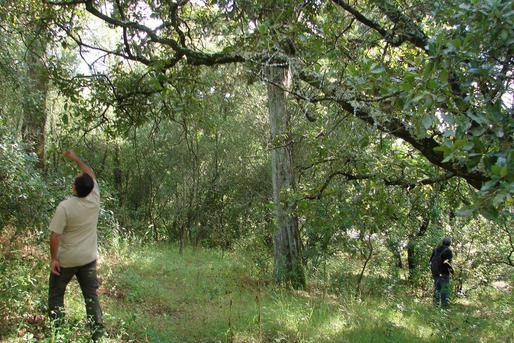 Temos 11 espécies de carvalhos portugueses (em vez de 8) Florestas