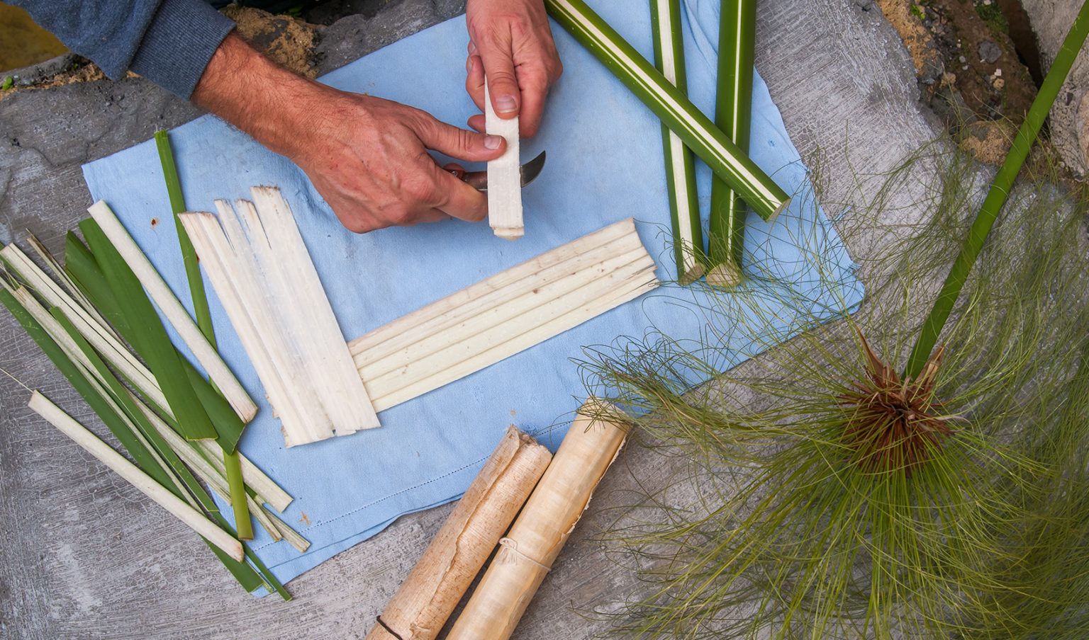Do papiro à eletrónica em papel Florestas