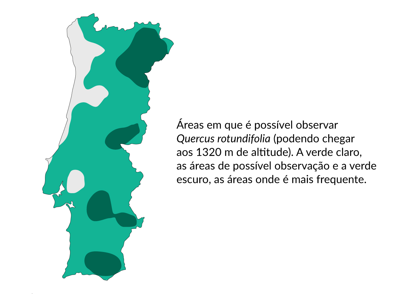 Azinheira: o carvalho com a bolota mais doce Florestas