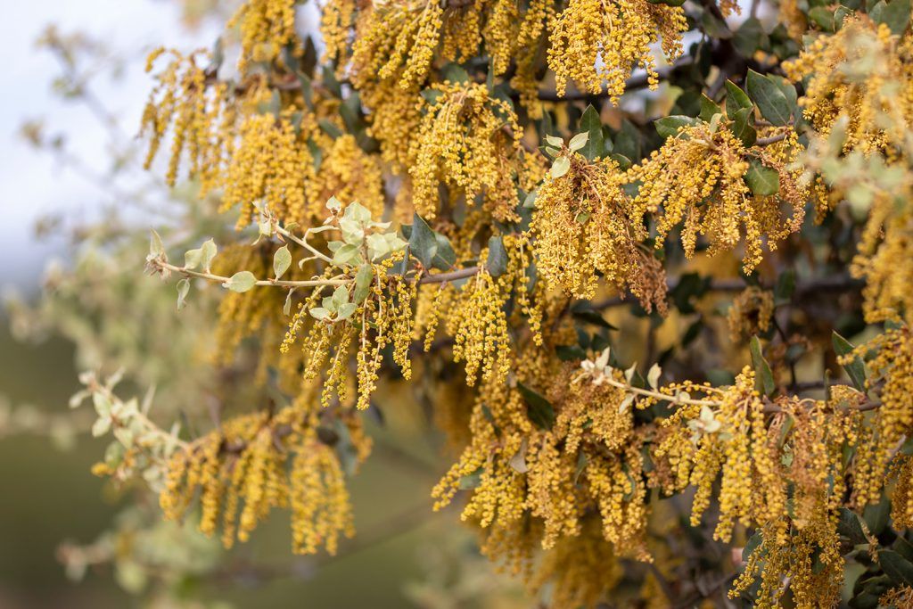 Azinheira: o carvalho com a bolota mais doce Florestas