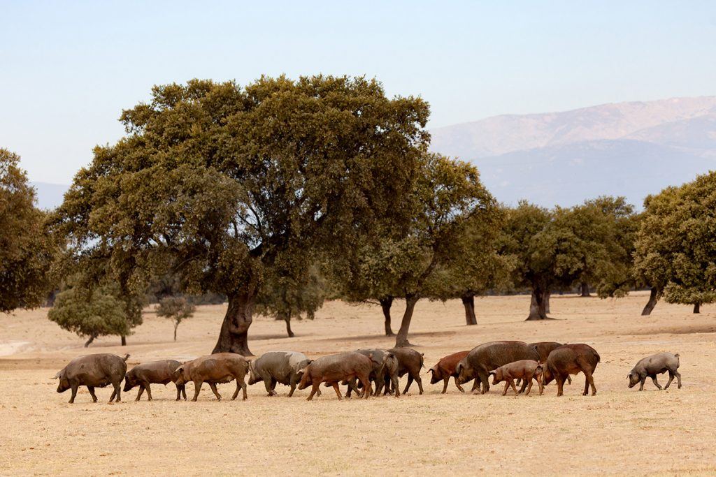 Azinheira: o carvalho com a bolota mais doce Florestas