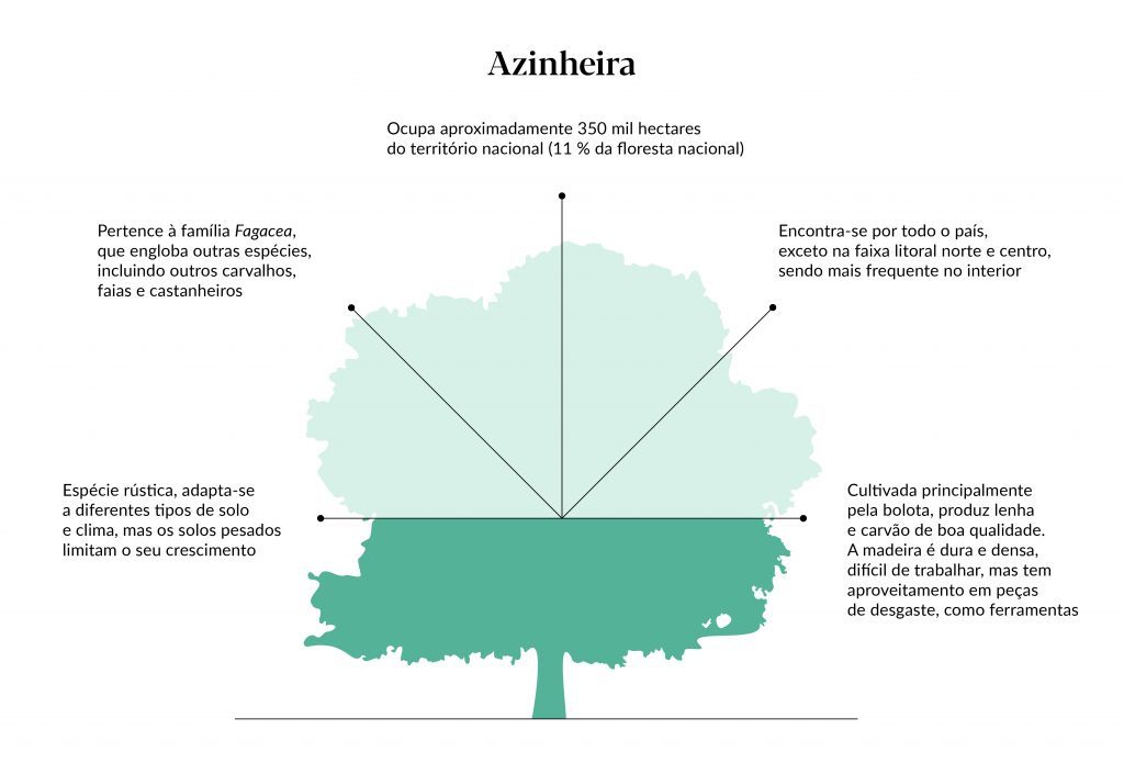 Azinheira: o carvalho com a bolota mais doce Florestas