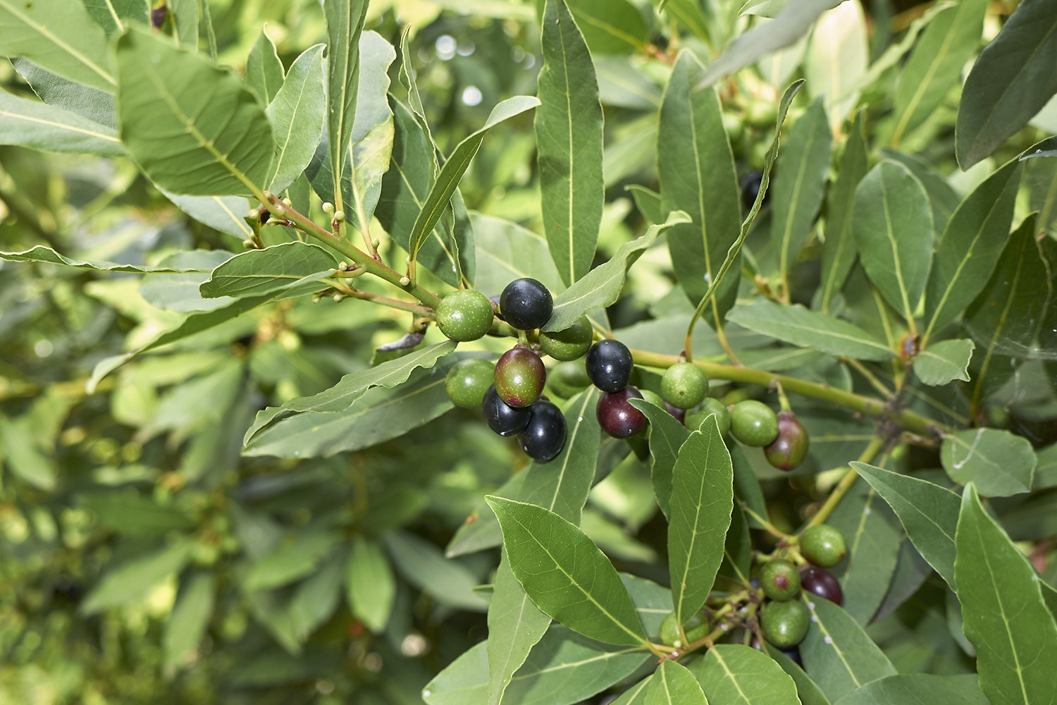 Loureiro: nobre, aromático e sempre verde Florestas