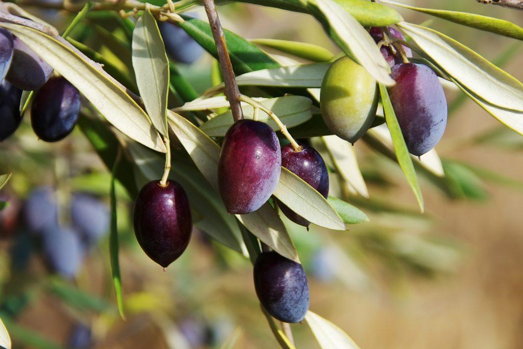 Oliveira: uma cultura mediterrânica Florestas