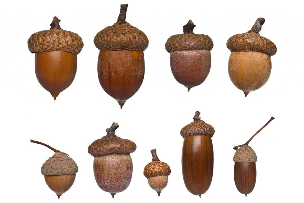 Bolota: o despertar de um alimento milenar Florestas