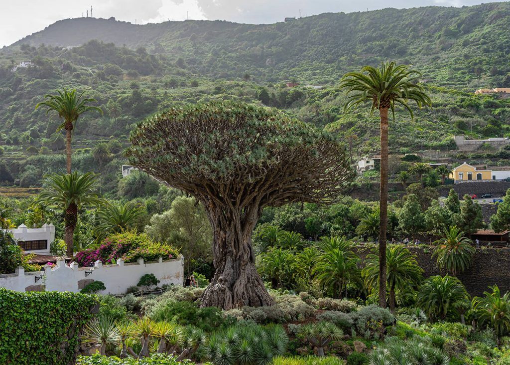 Dragoeiro: o mais antigo sangue-de-dragão em Lisboa Florestas