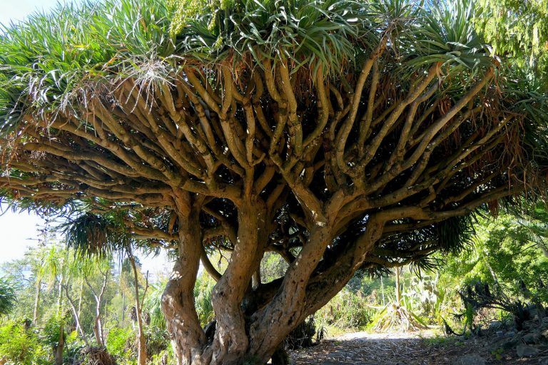 Dragoeiro: o mais antigo sangue-de-dragão em Lisboa Florestas