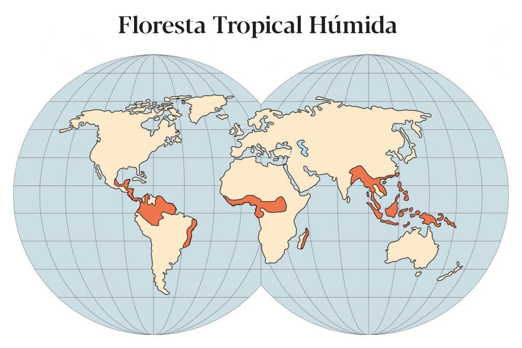 A floresta tropical é mais extensa e diversa do mundo Florestas