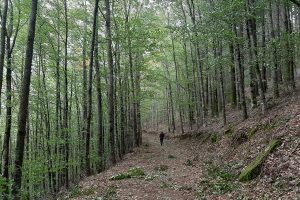 Faia: uma espécie florestal de montanha Florestas