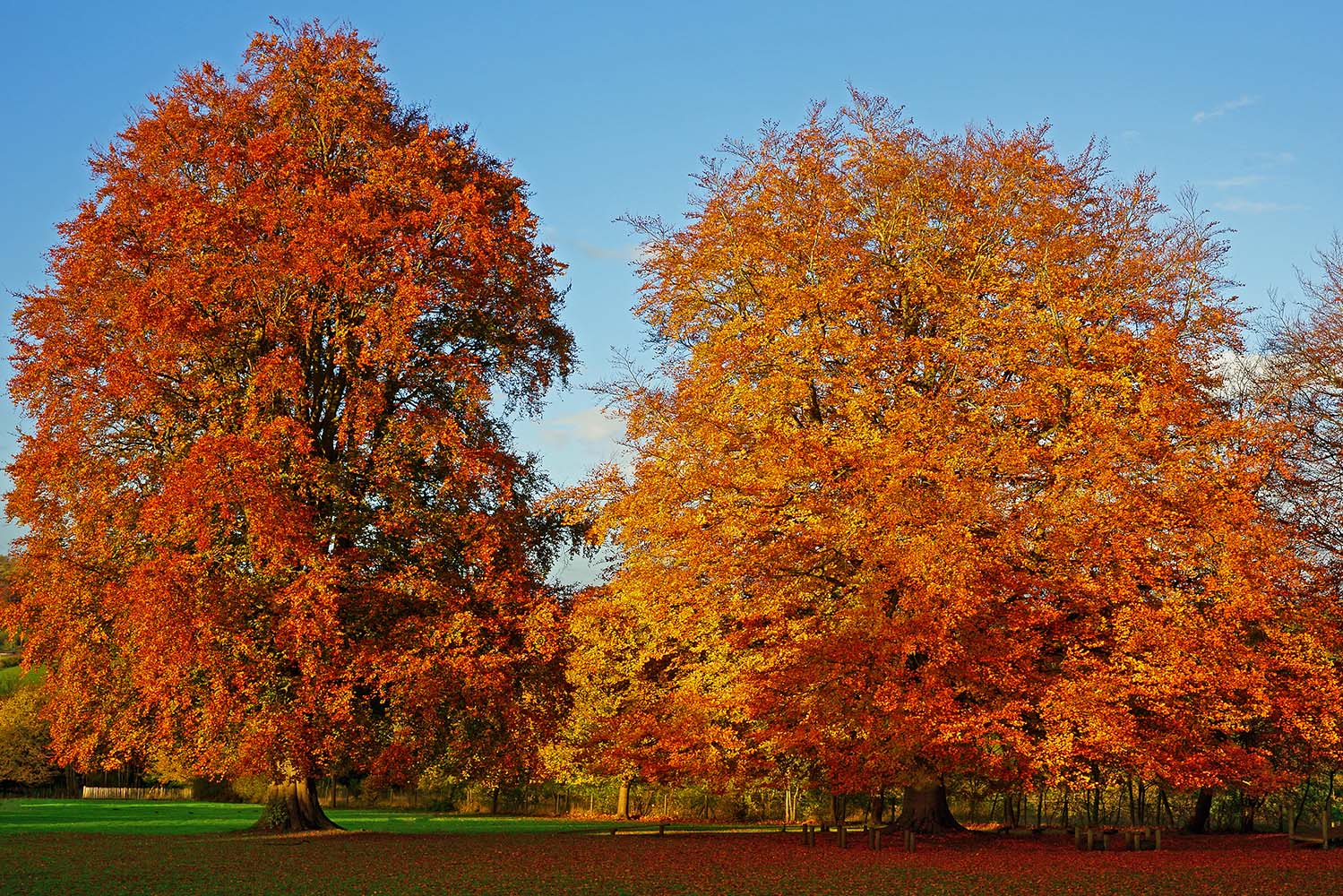 Faia: uma espécie florestal de montanha