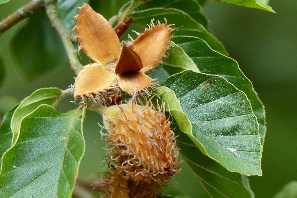 Faia: uma espécie florestal de montanha