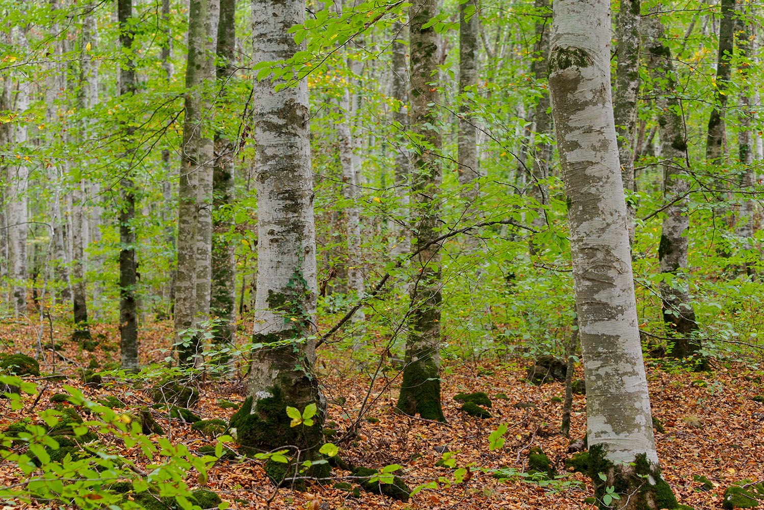 Faia: uma espécie florestal de montanha Florestas