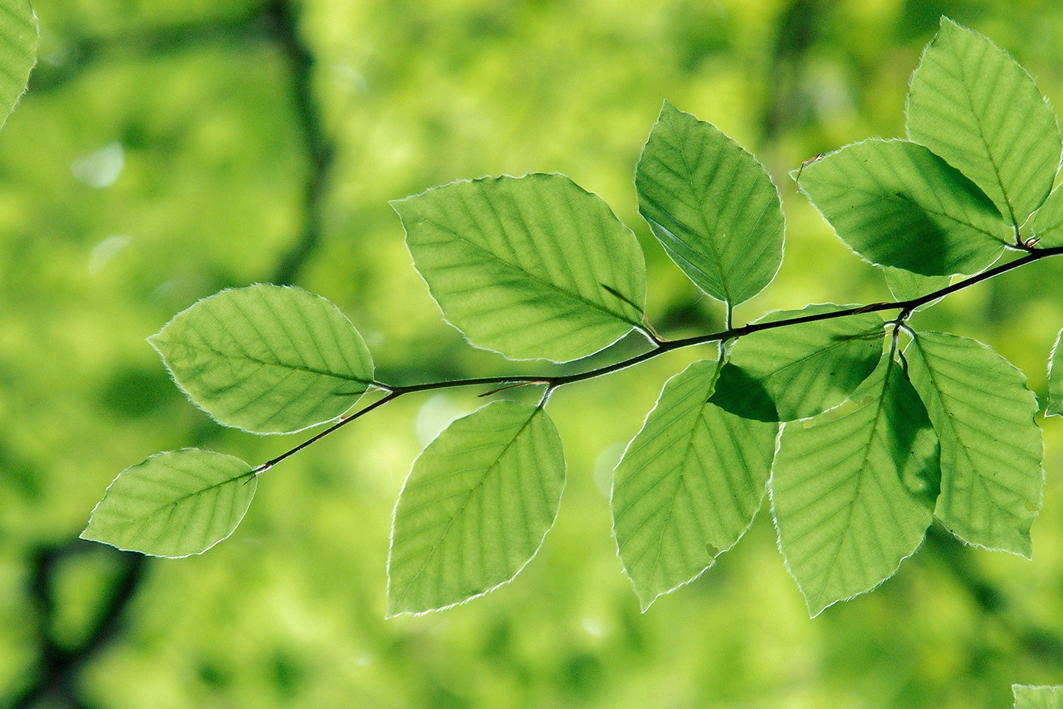 Faia: uma espécie florestal de montanha Florestas