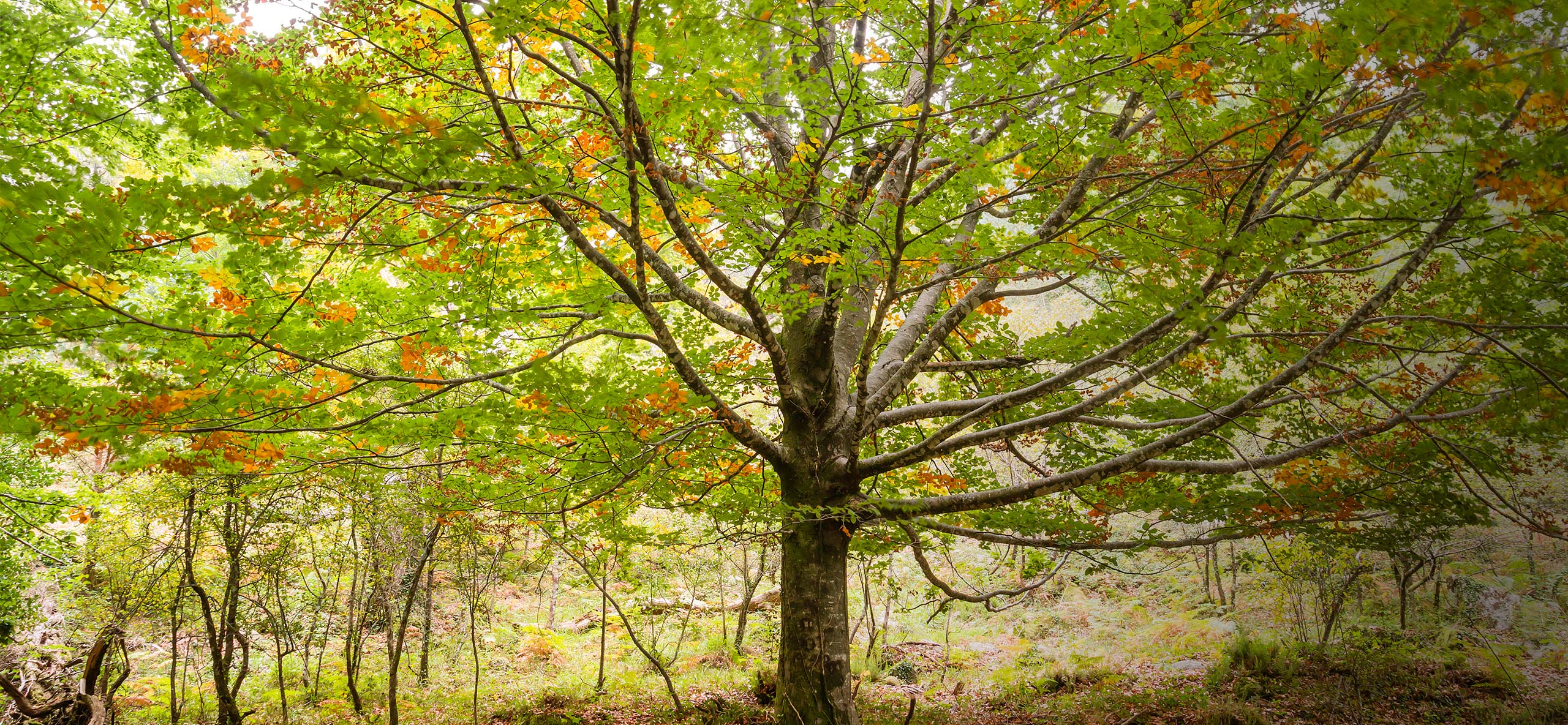 Florestas – Conhecer, valorizar e cuidar da floresta portuguesa
