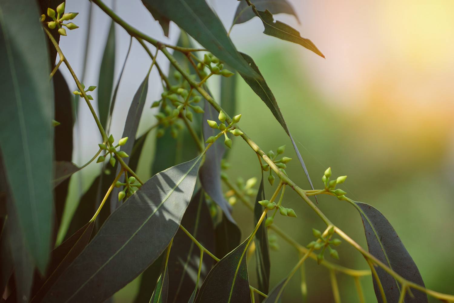 Observe as folhas e descubra as diferentes formas e espécies Florestas