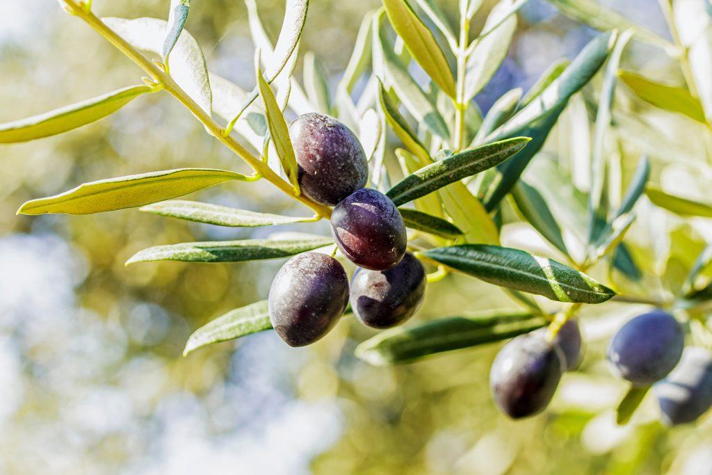 Observe as folhas e descubra as diferentes formas e espécies Florestas