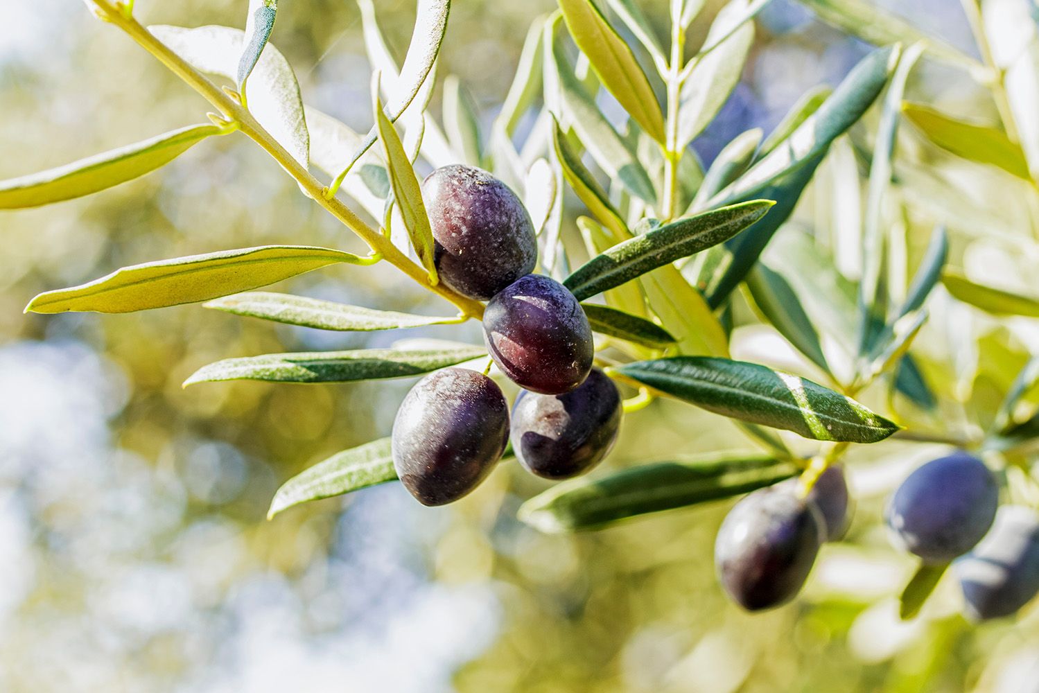 Observe as folhas e descubra as diferentes formas e espécies Florestas