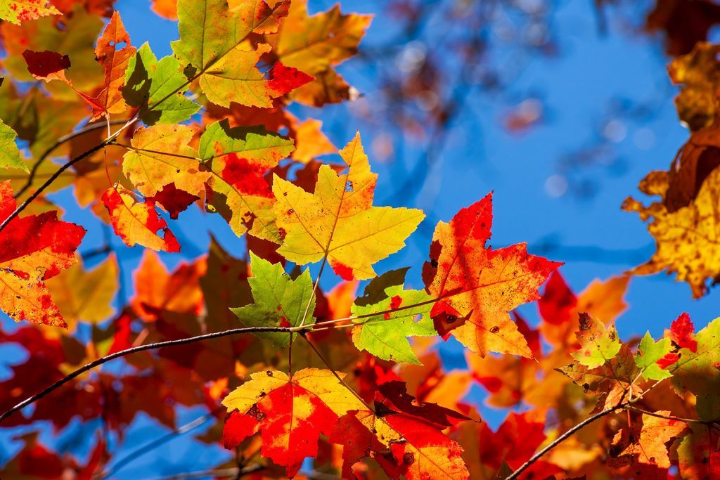 Observe as folhas e descubra as diferentes formas e espécies Florestas