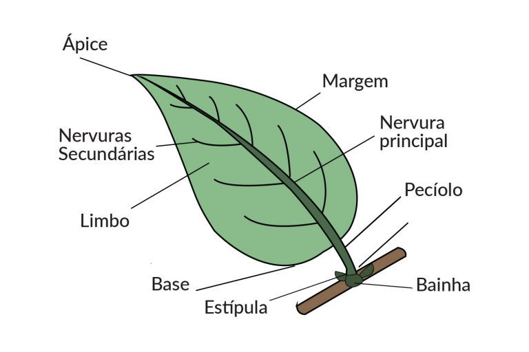 Observe as folhas e descubra as diferentes formas e espécies Florestas