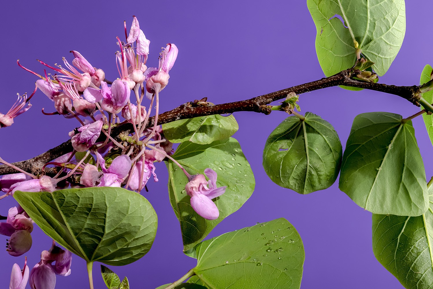 Observe as folhas e descubra as diferentes formas e espécies Florestas