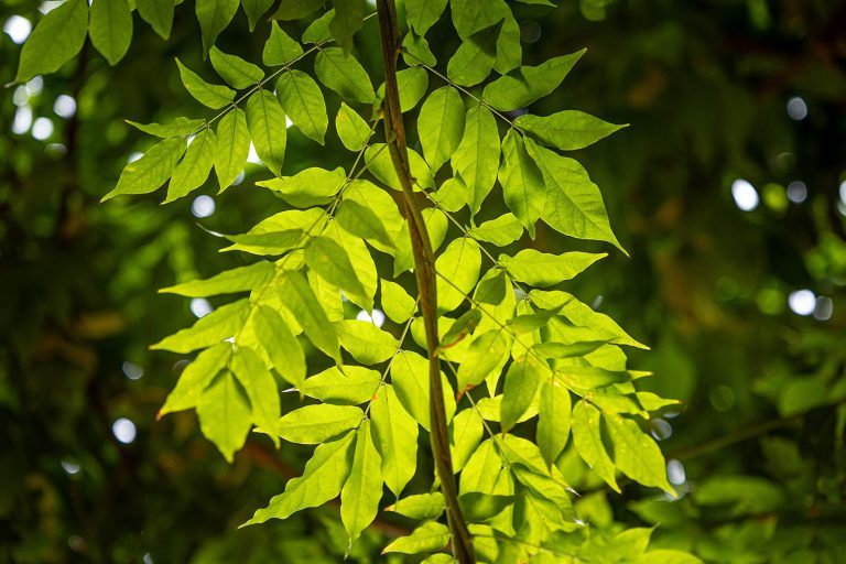 Observe as folhas e descubra as diferentes formas e espécies Florestas