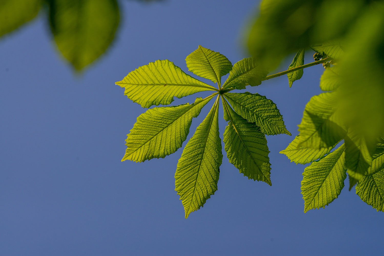 Observe as folhas e descubra as diferentes formas e espécies Florestas