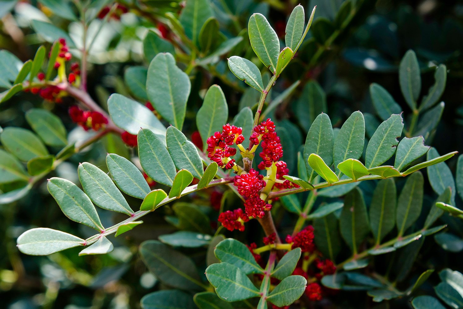 Observe as folhas e descubra as diferentes formas e espécies Florestas